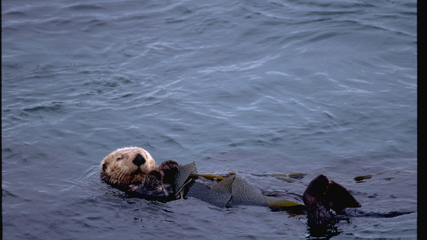 The Playful Sea Otter: Marine Ecosystem Engineer