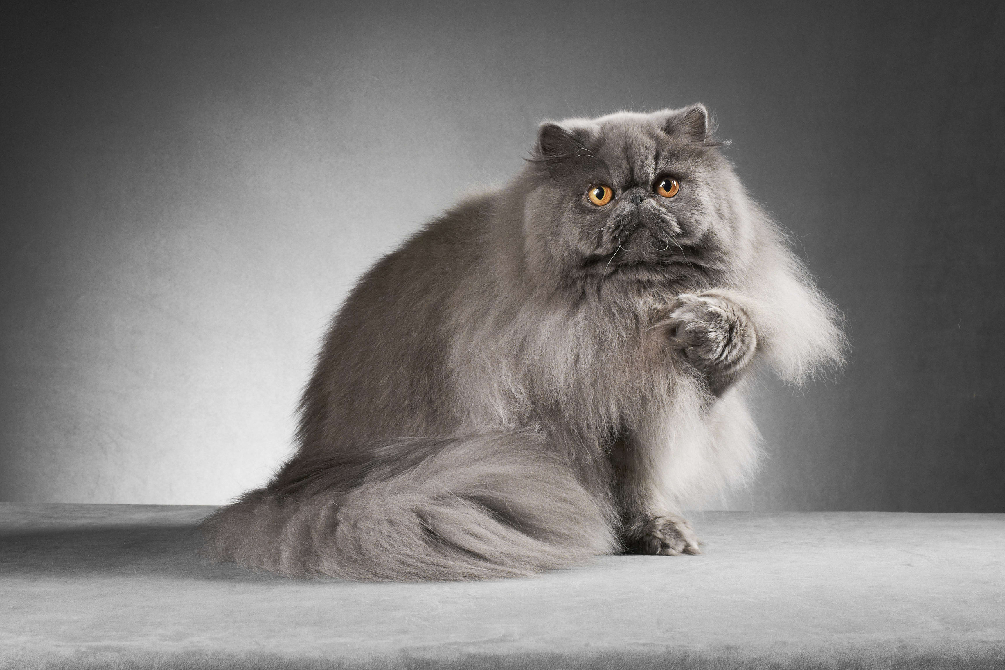 persian cat