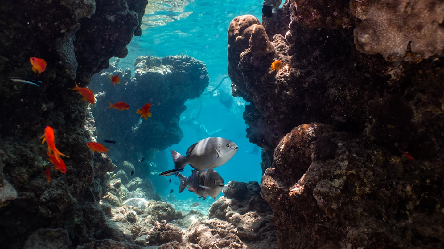 The Fascinating World of Coral Reefs