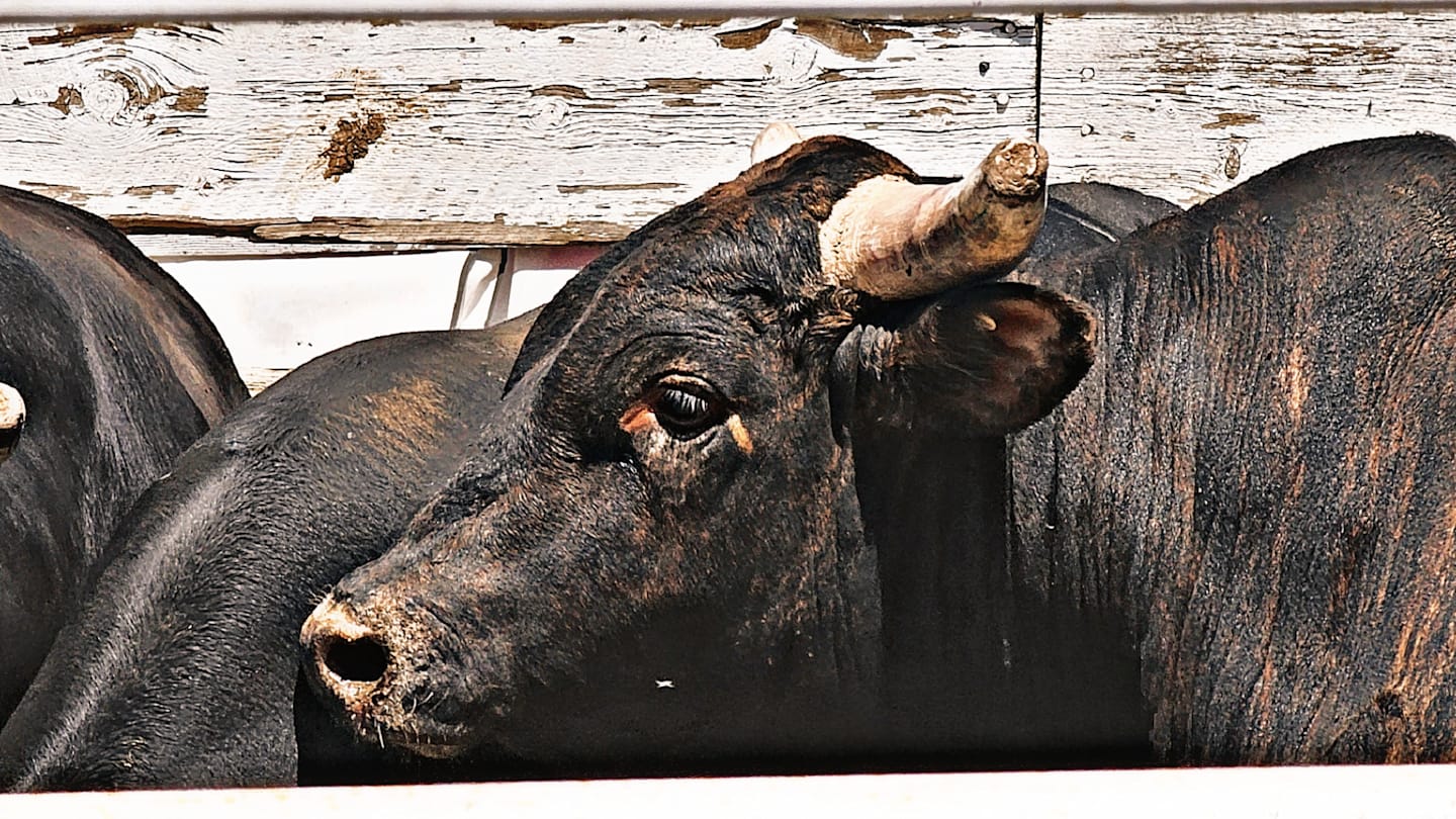 Badlands Rodeo pays out big time to the PRCA Cowboys