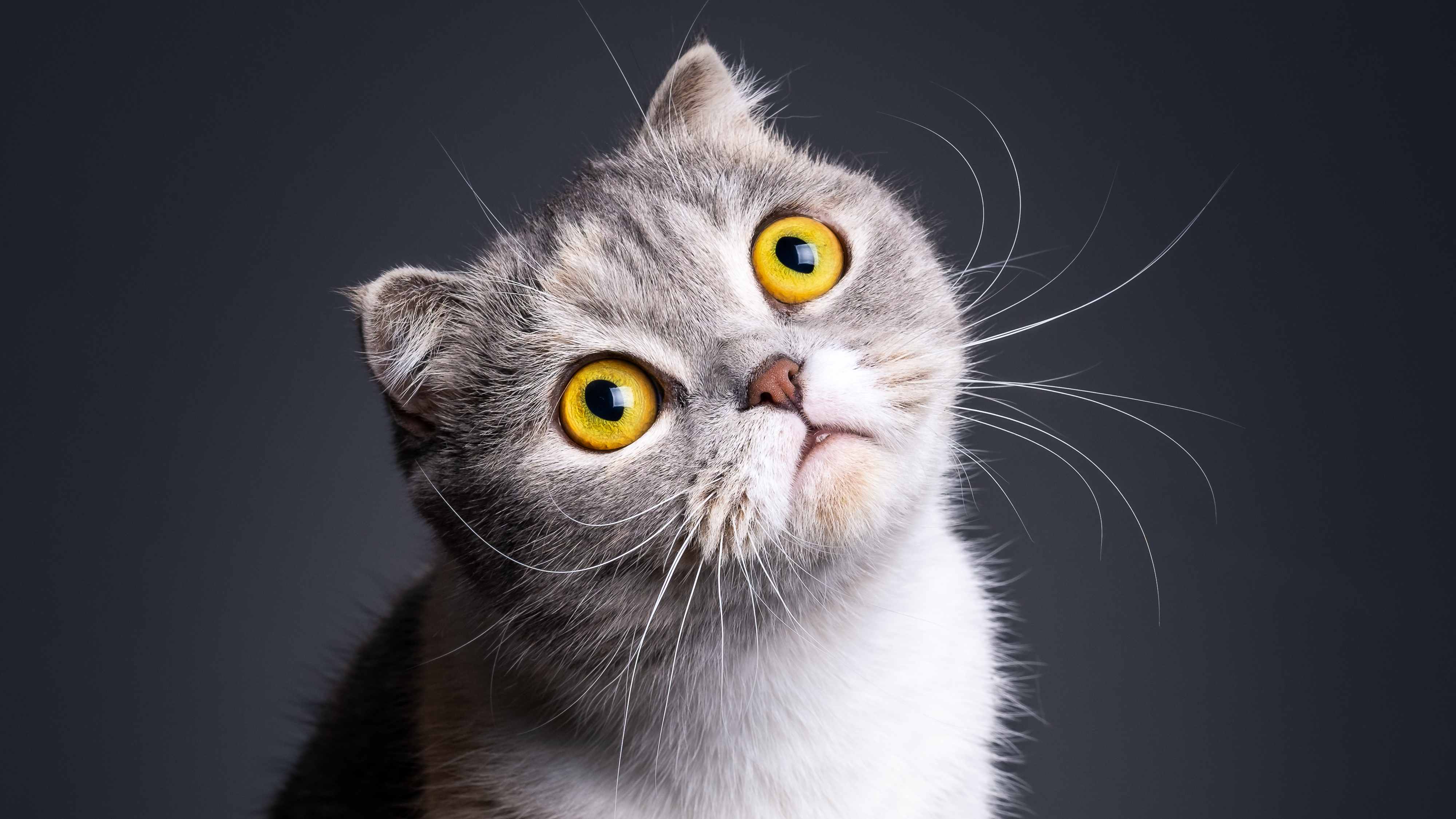 The Origins of 15 Fascinating Cat Breeds