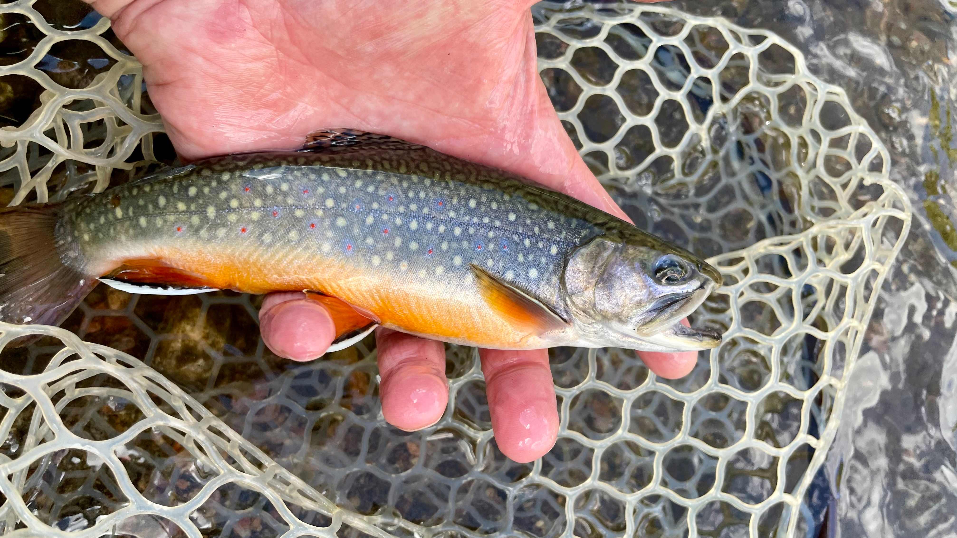 trout colour
