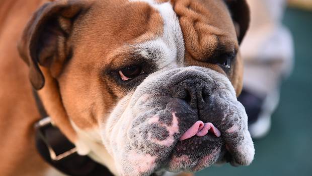 History of the SEC: Mississippi State Bulldogs
