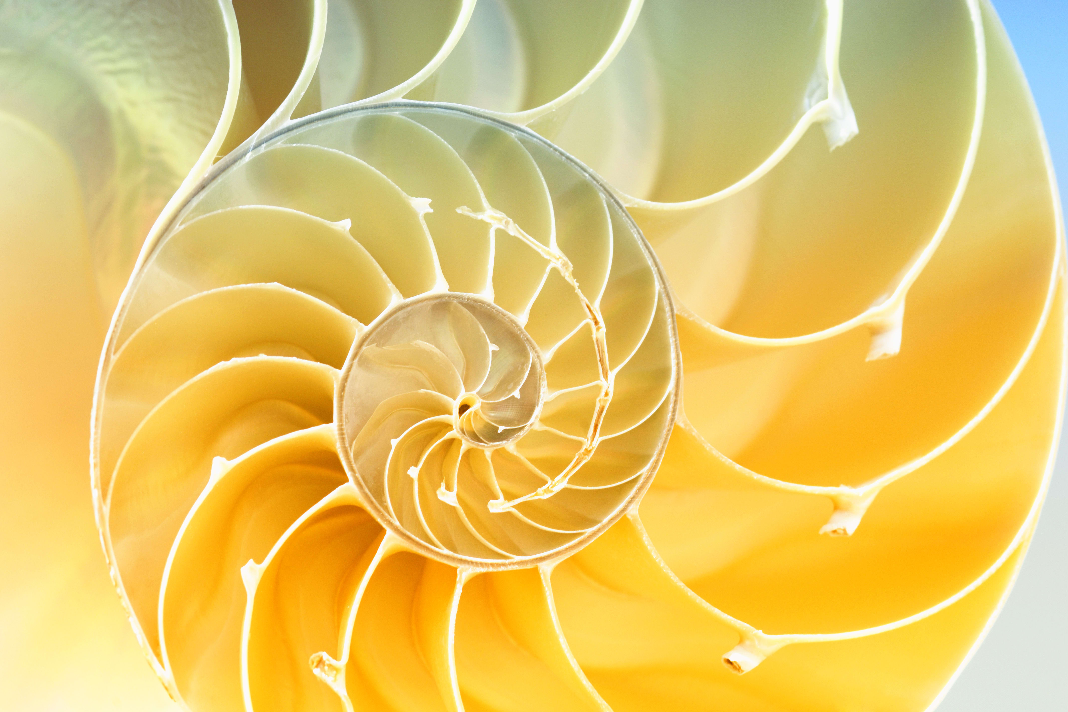 fibonacci sequence in nature shells