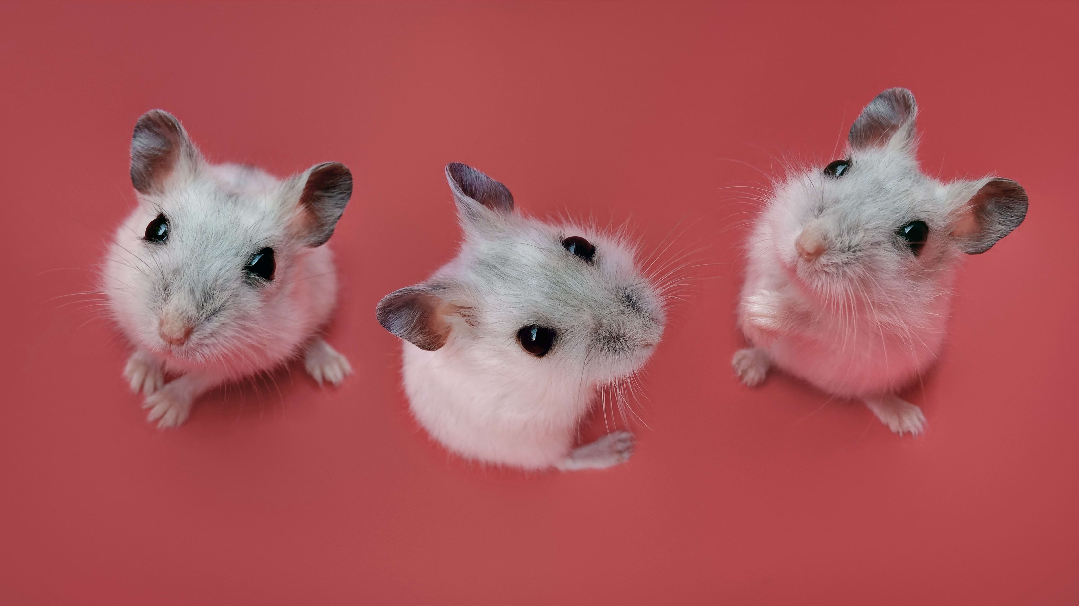 white hamster