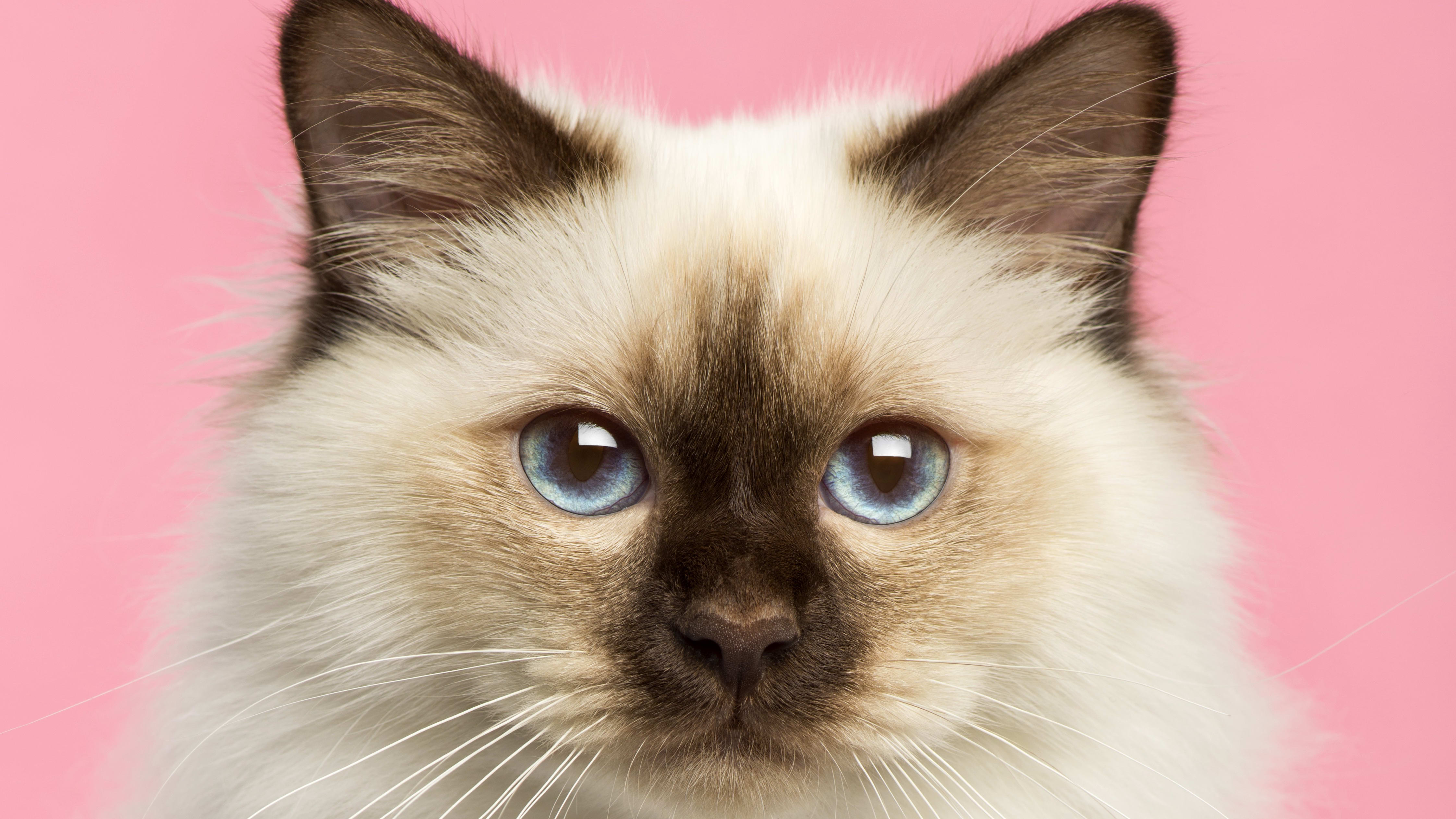 birman cat colours