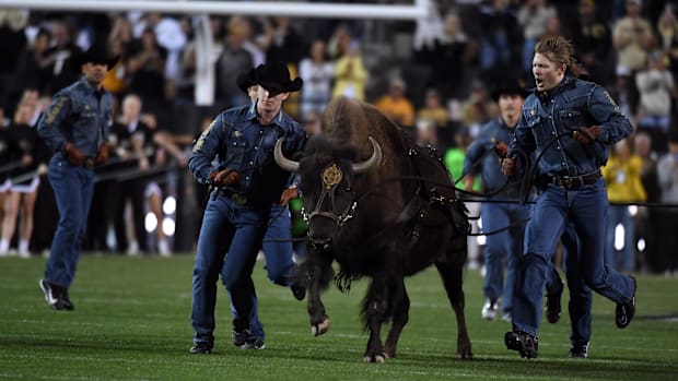 When Will Colorado Buffaloes' New Mascot Ralphie VII Receive Her Name ...