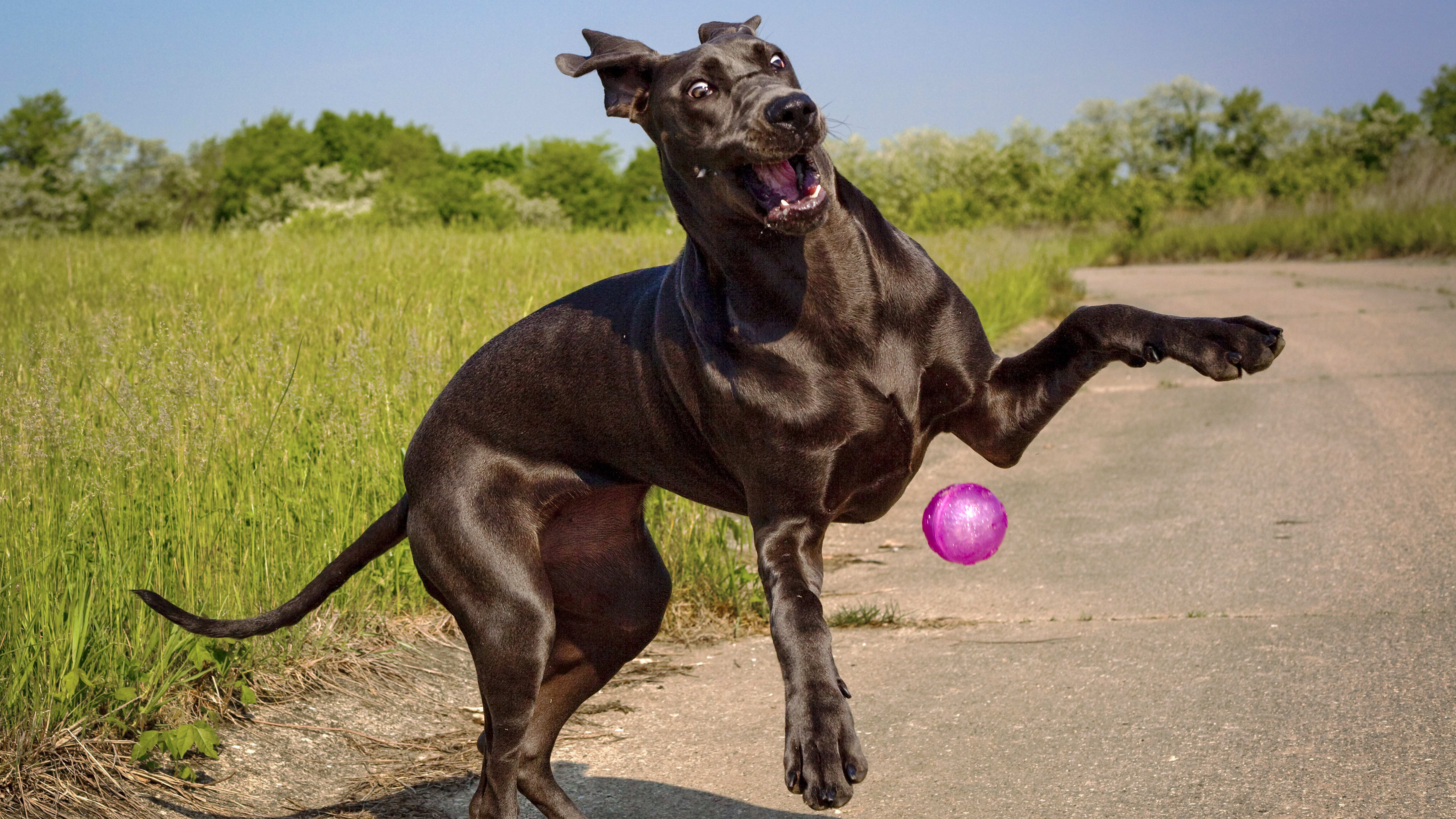 great dane aggressive