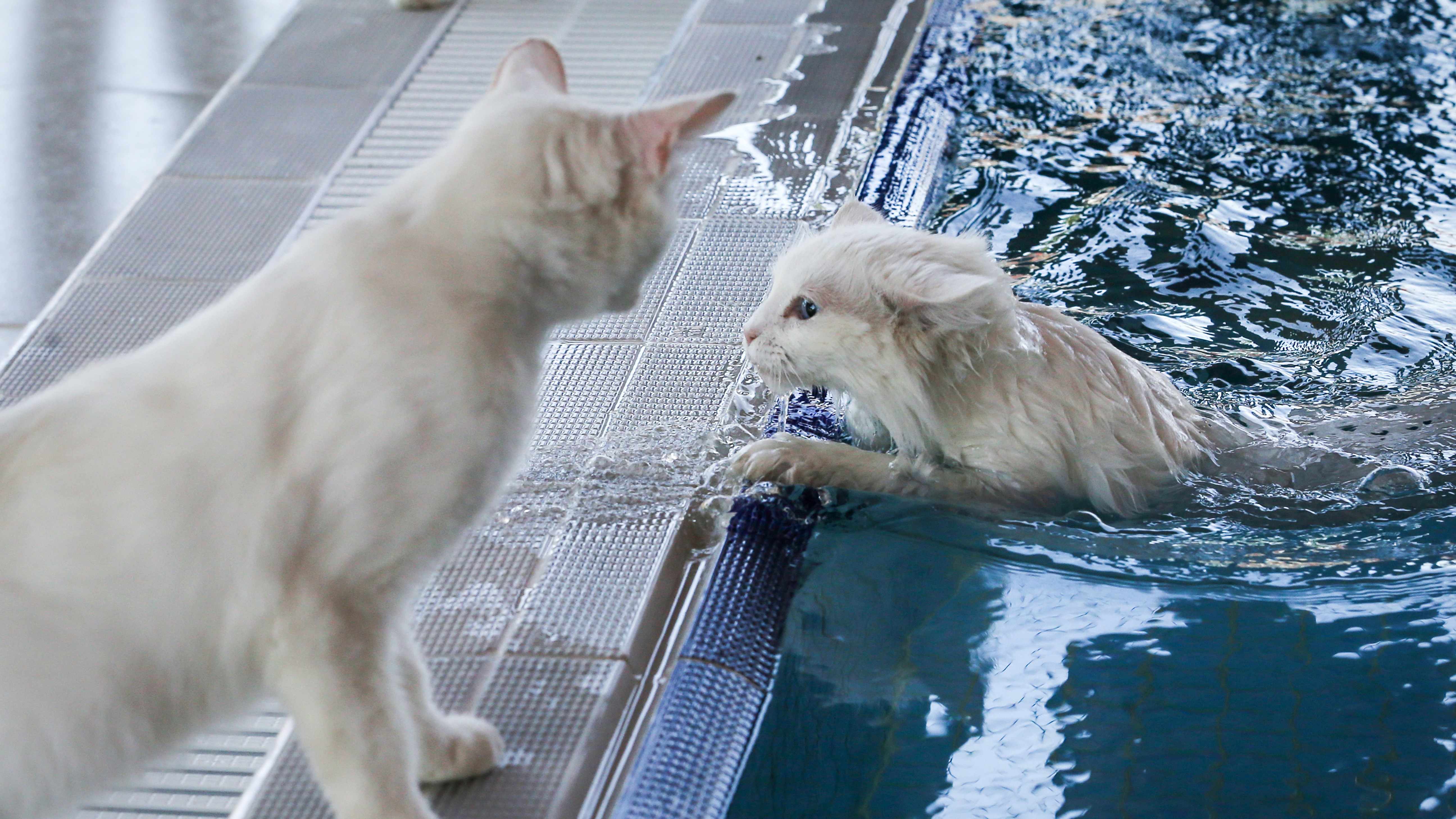 kittens swimming