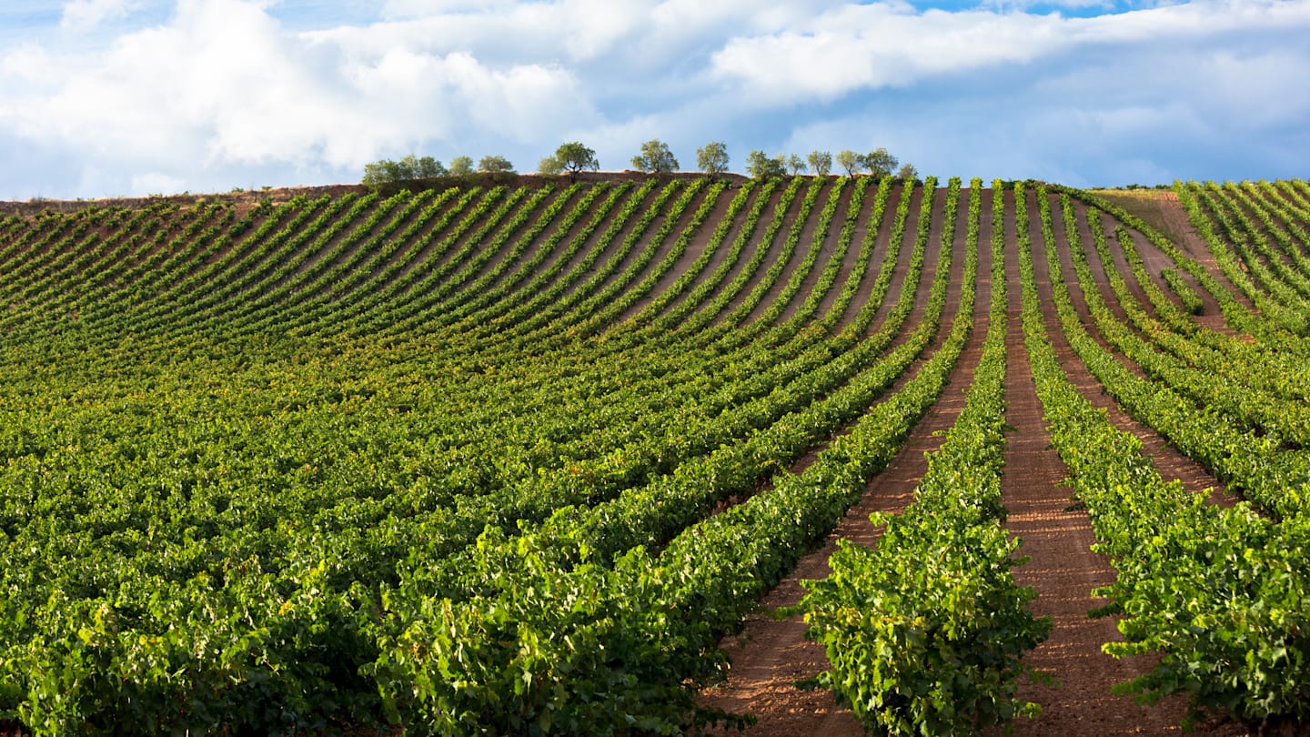Hydroponic Vineyards: Revolutionizing Winemaking Sustainability