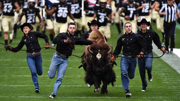 When Will Colorado Buffaloes' New Mascot Ralphie VII Receive Her Name ...