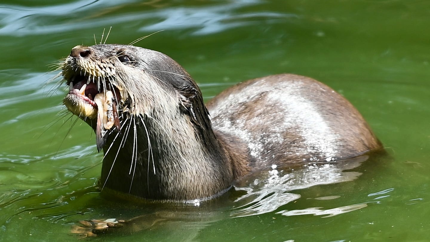 The Playful Sea Otter: Marine Ecosystem Engineer