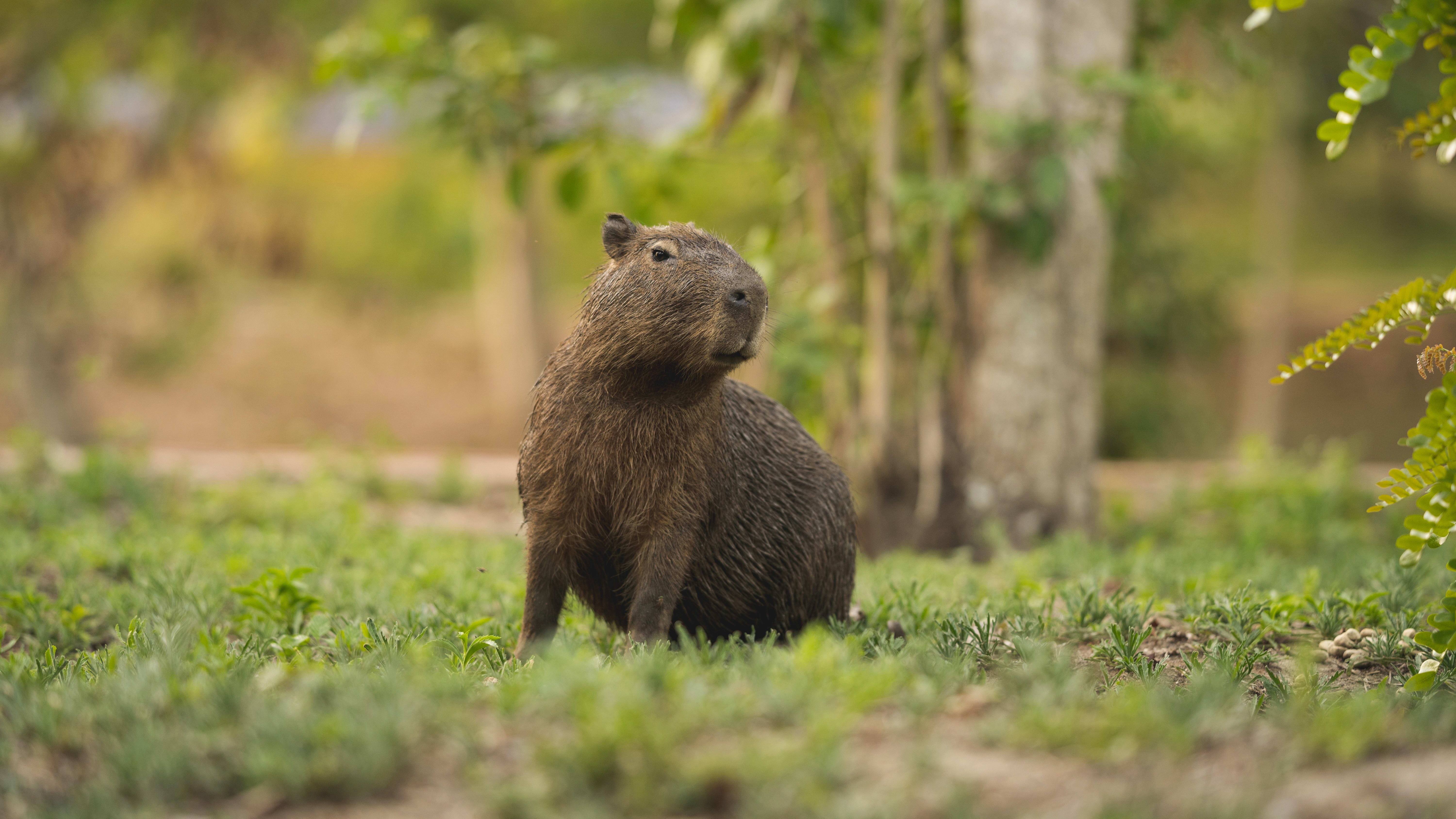 wild capybara