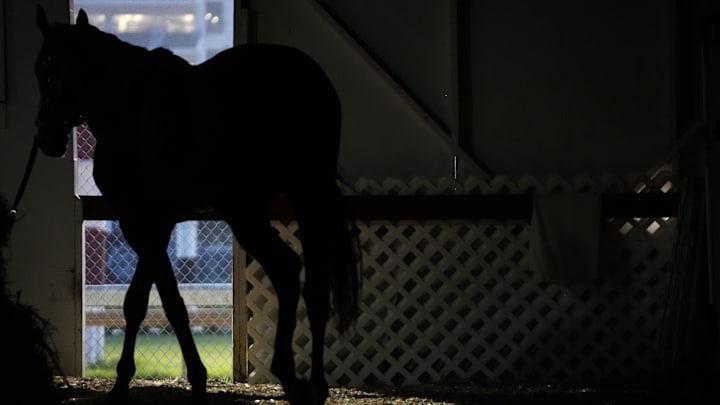 Unthinkable Tragedy: Multiple Horses Euthanized After Positive EIA ...