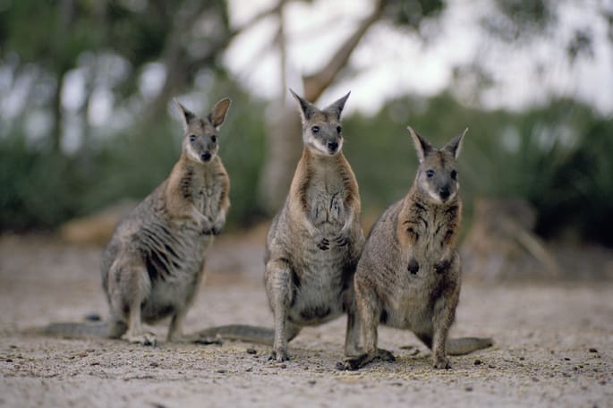 difference between wallaroo and wallaby