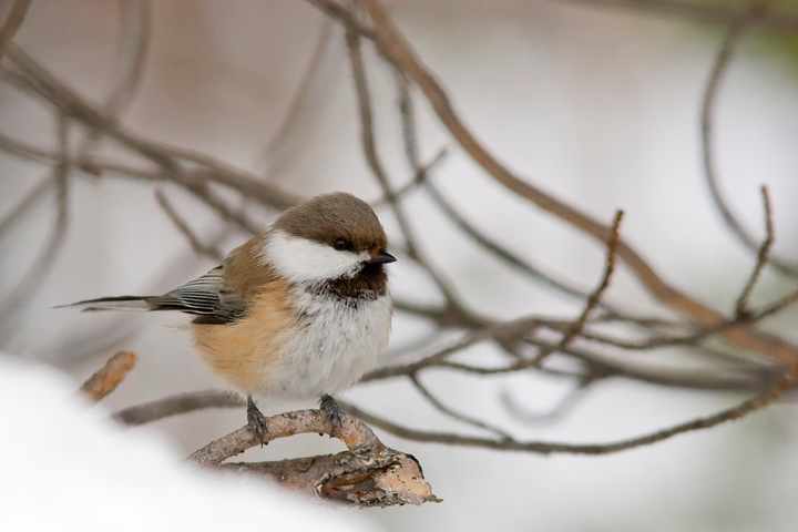 cute chickadee names