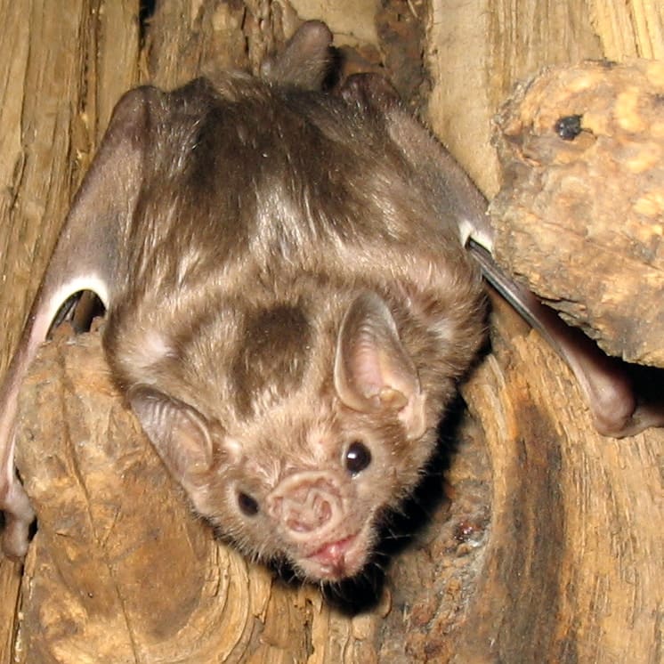 common vampire bat size