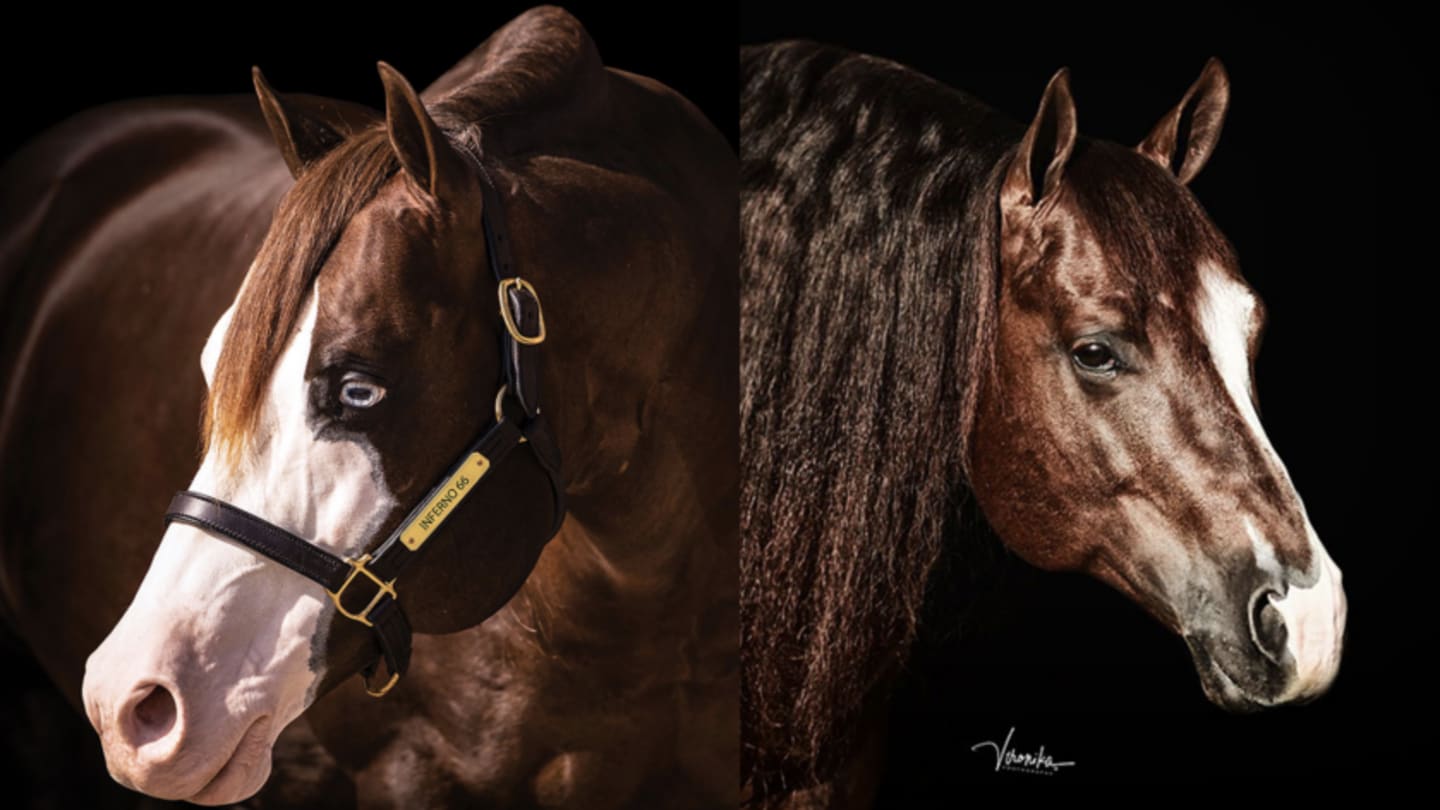 Two Legendary National Reining Horse Stallions Surpass $3 Million Mark