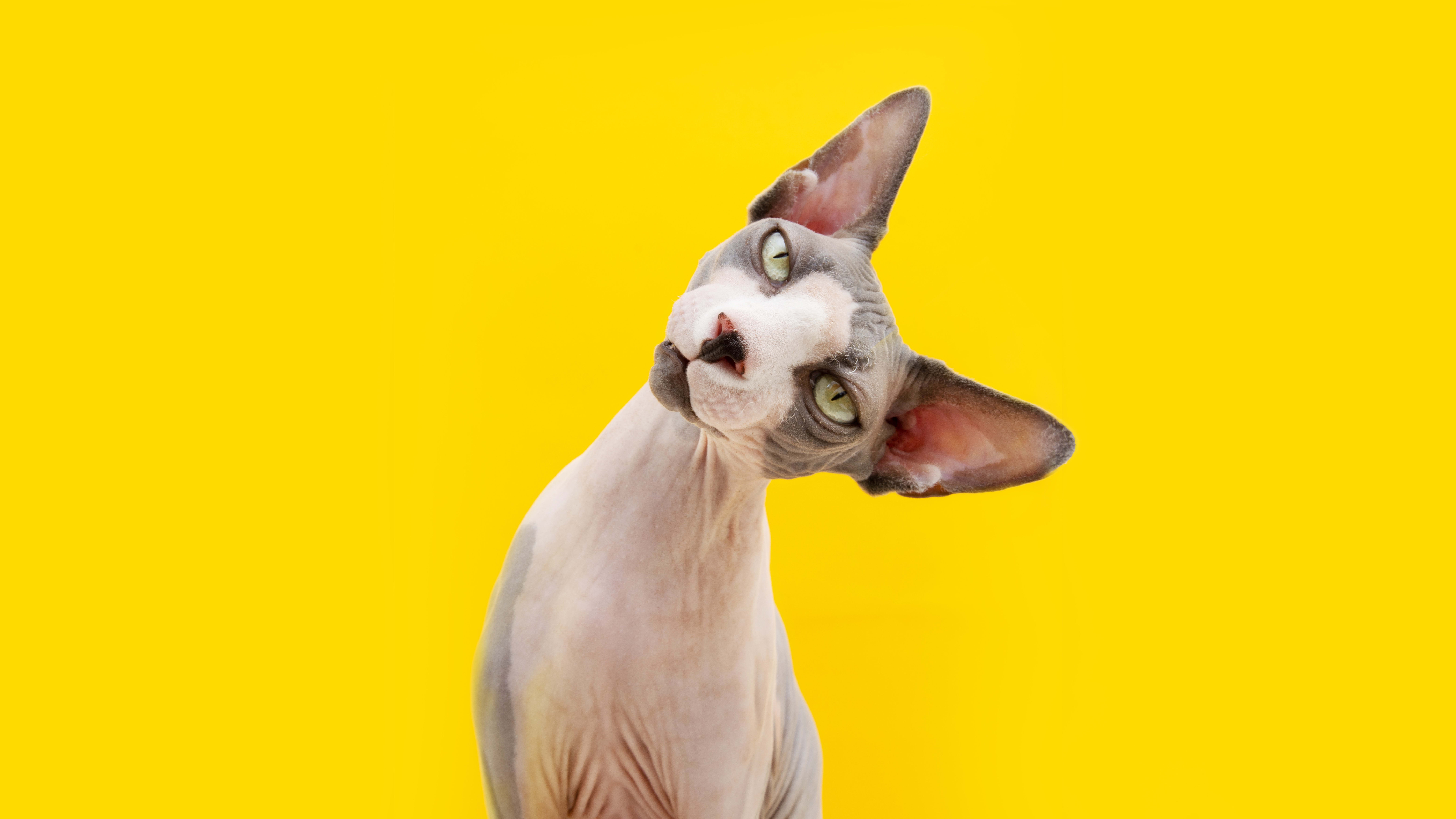 sphynx cat