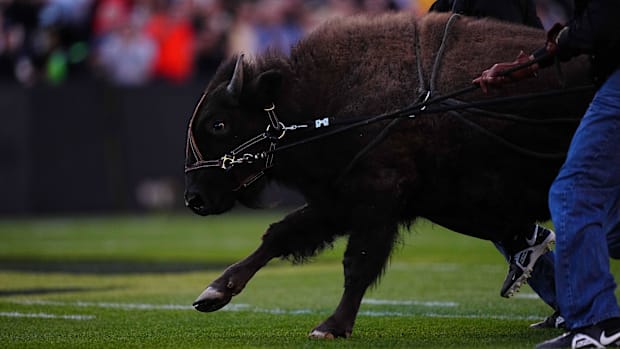 When Will Colorado Buffaloes' New Mascot Ralphie VII Receive Her Name ...