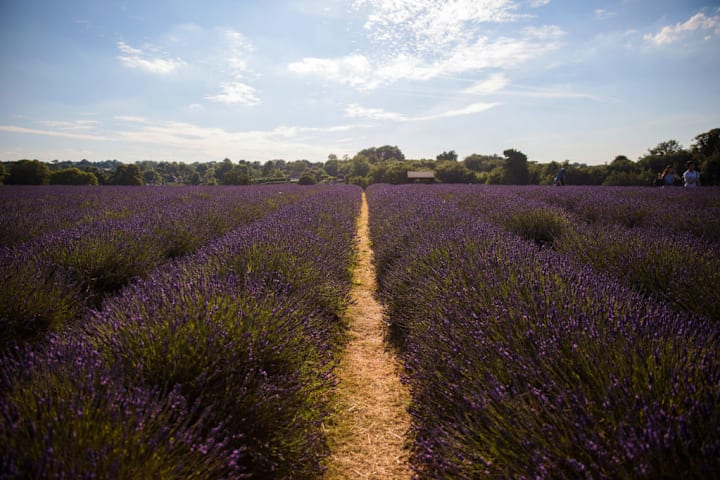 lavender fields surrey
