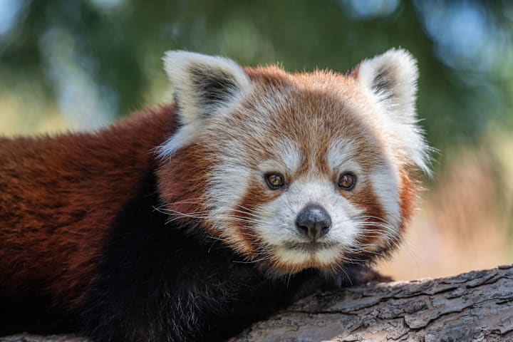 red faced panda