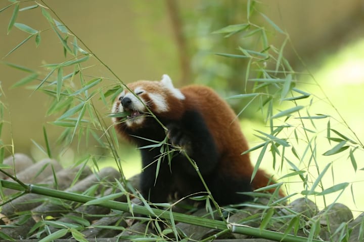 red panda bamboo
