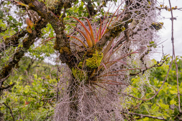 does spanish moss bloom