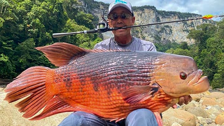 giant snakehead record