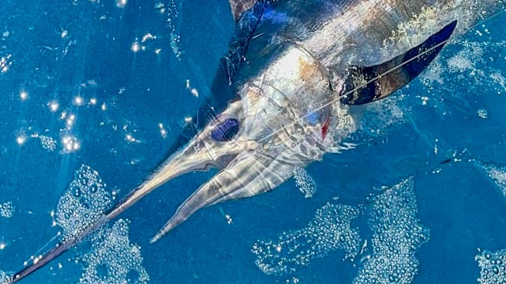 blue marlin record