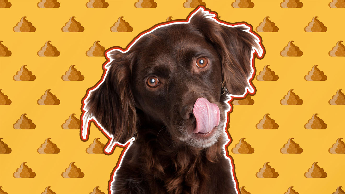How to Stop Your Dog From Eating Poop