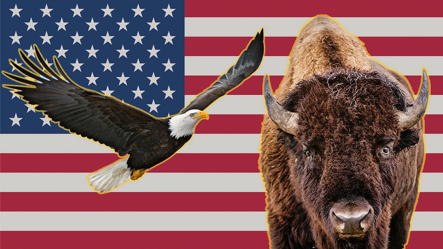 What Are the National Animals of the United States?