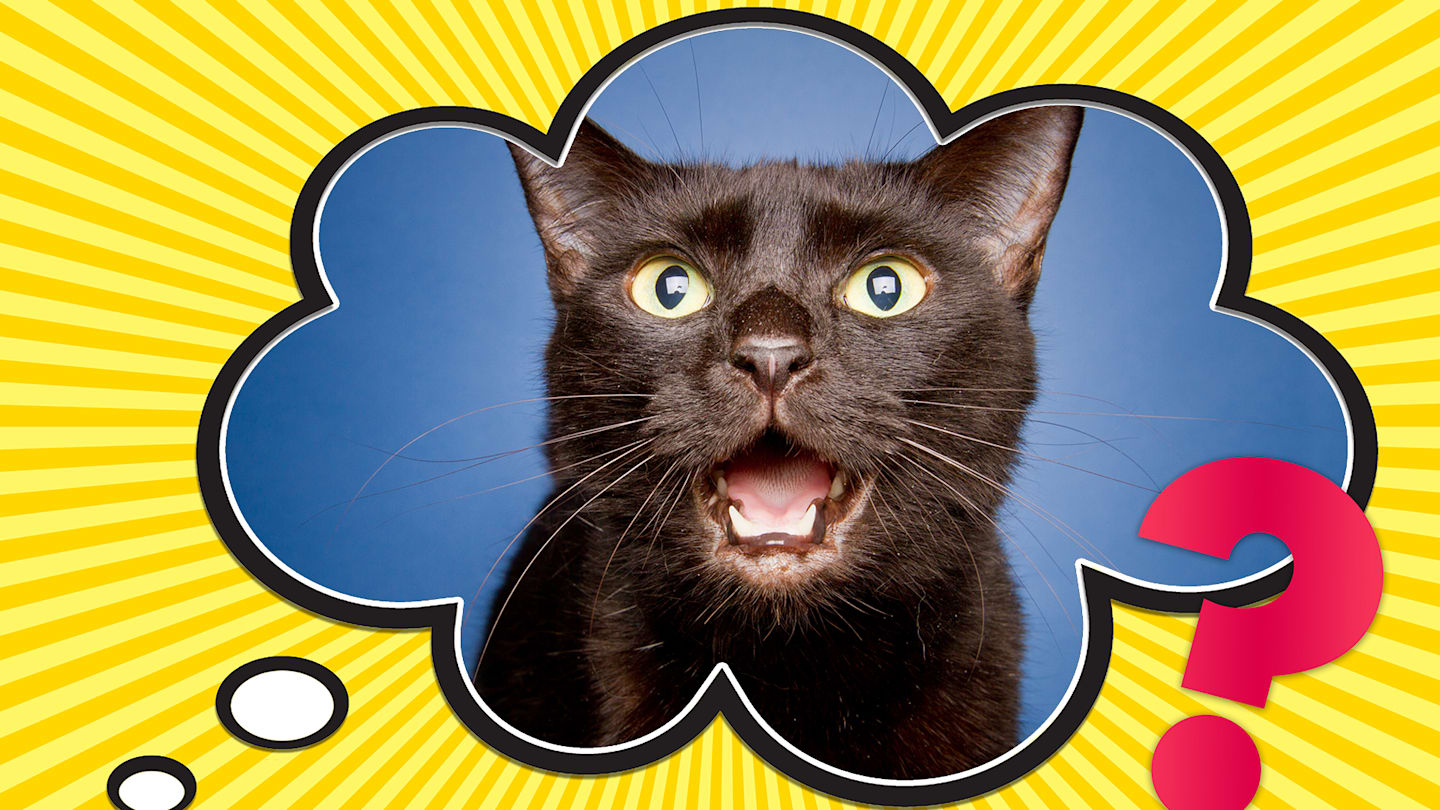 cat doing stinky face