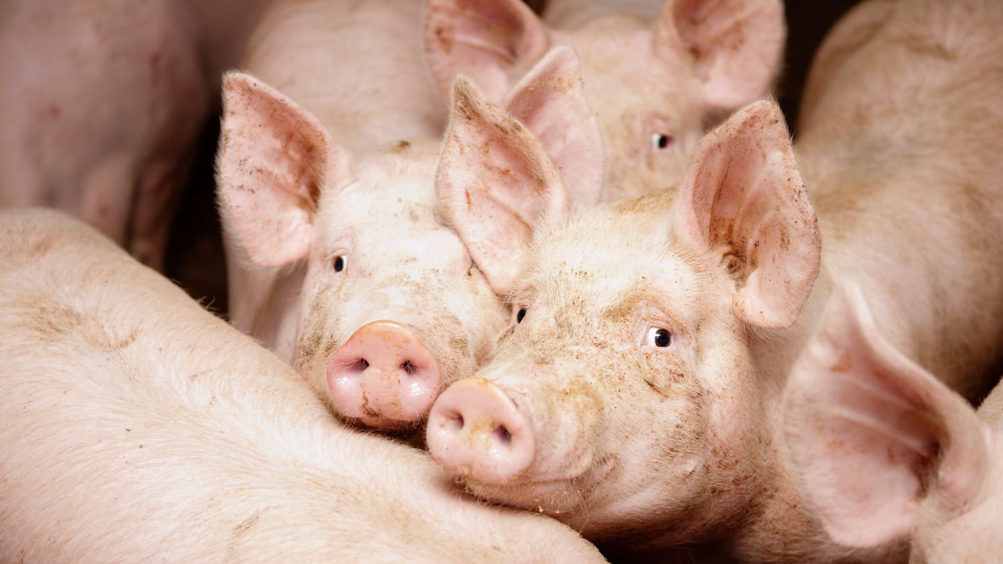 Why Do We Say ‘Sweat Like a Pig’?