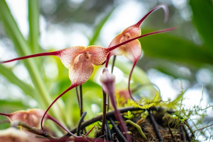 monkey orchids real