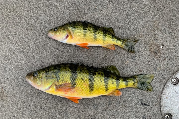 big perch lakes