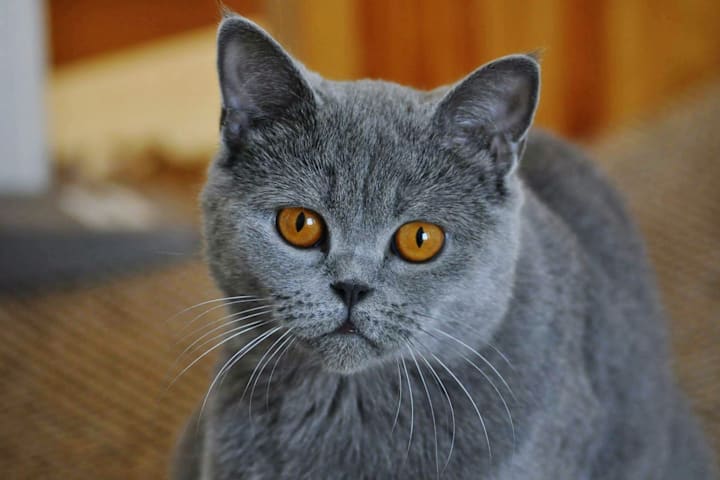 chartreux cat uk