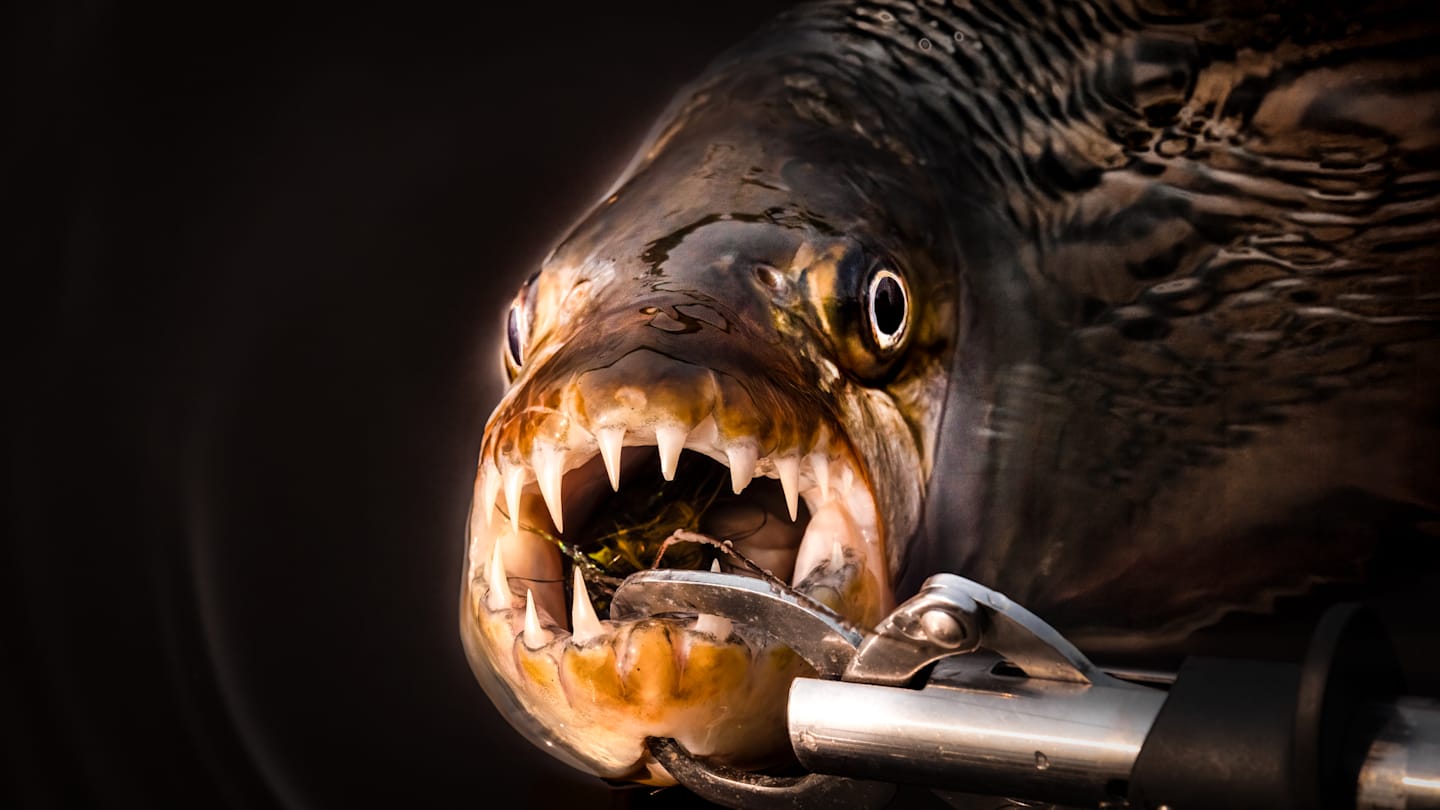 tiger fish teeth size