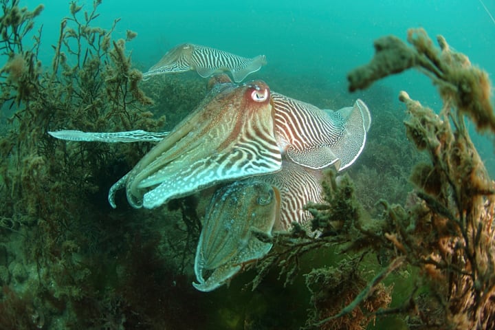 cuttlefish attacks