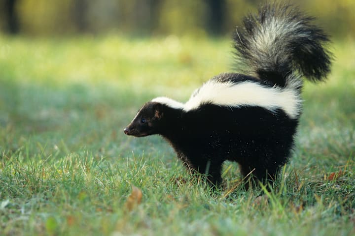 skunk funny name