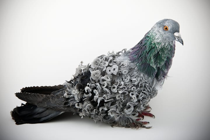 extraordinary pigeons