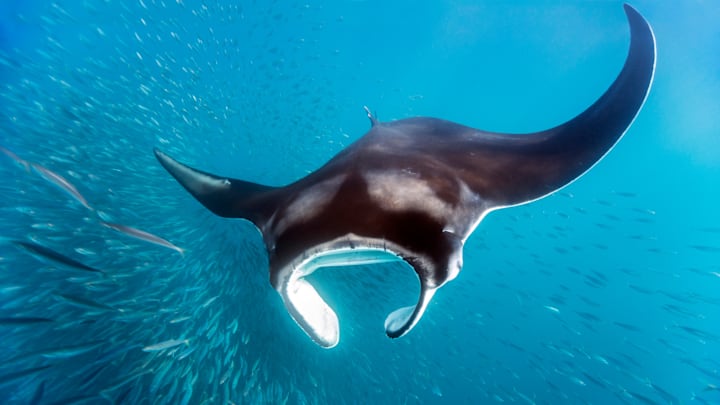 largest manta ray