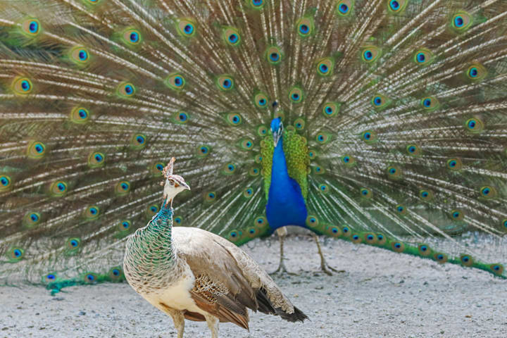 peacock description