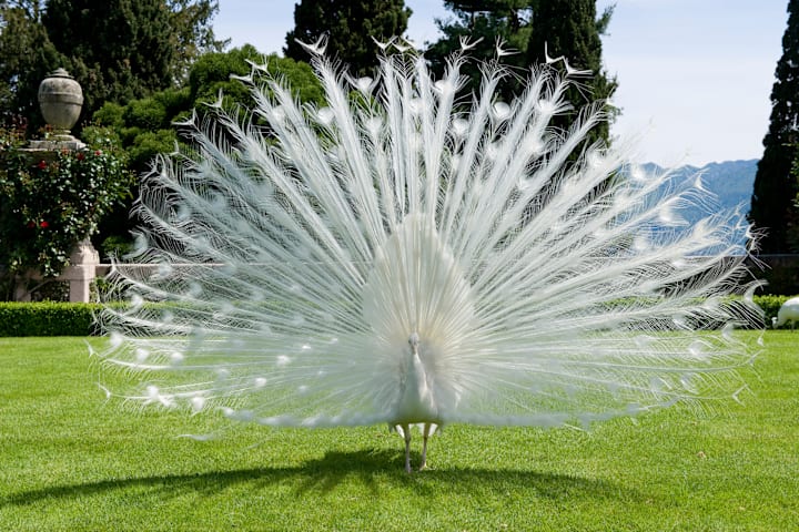 peacock bird description