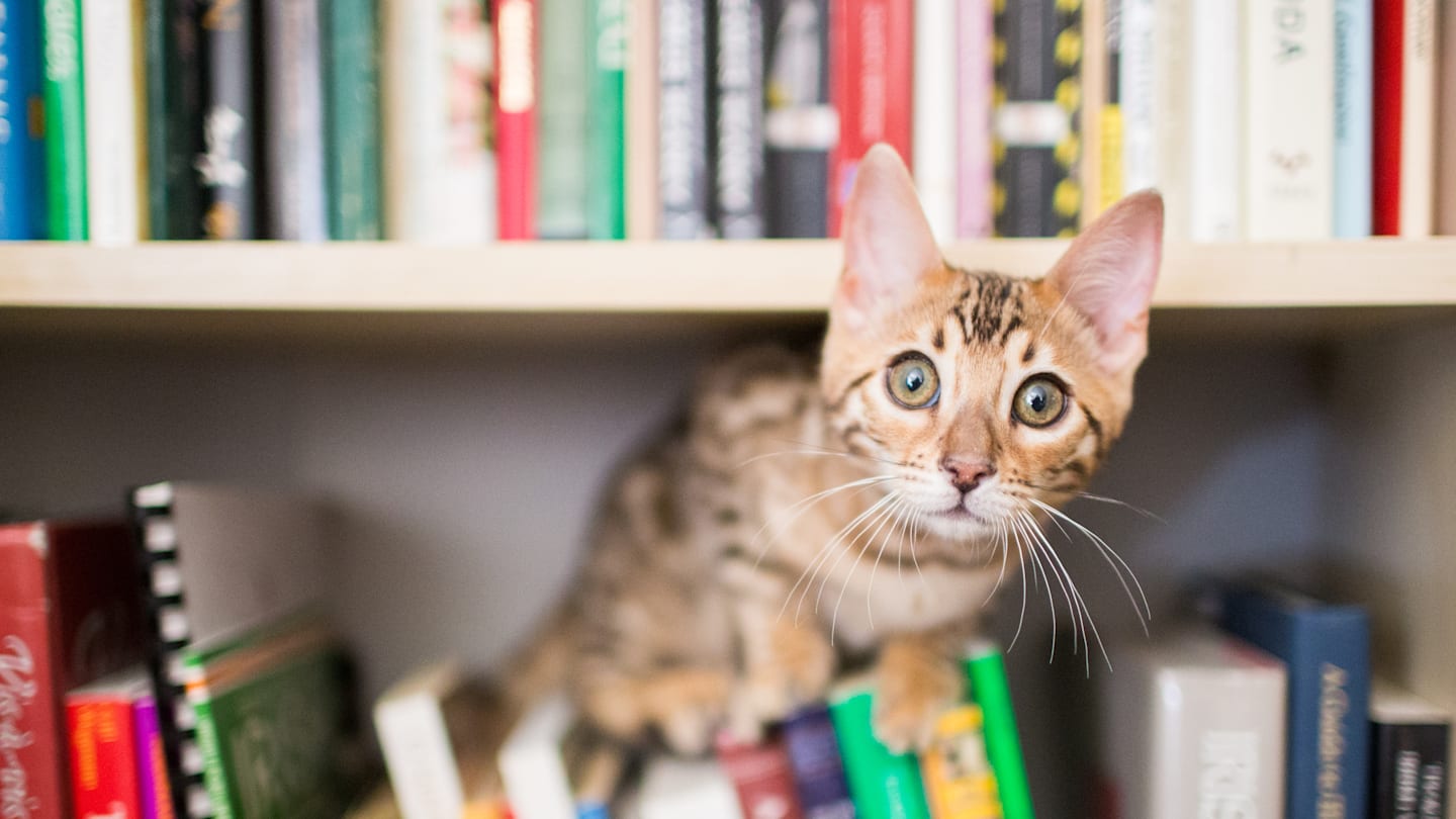 cat in library