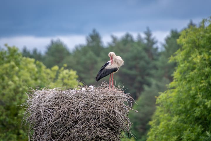 do storks bring babies