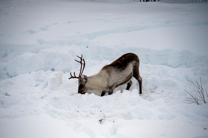 reindeer description