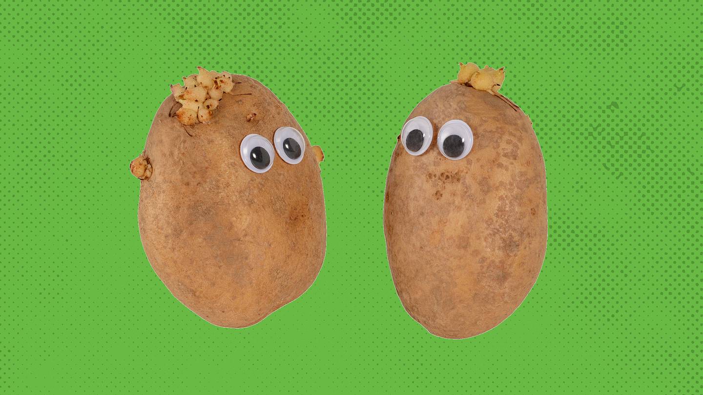Not Potato: World’s Heaviest Potato Is Actually Just a Gourd Outgrowth