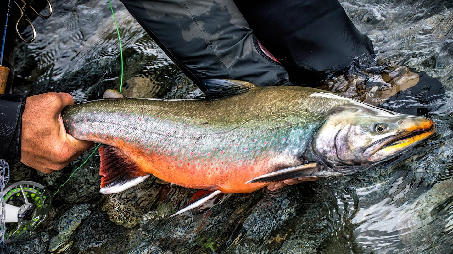 arctic char spawning time