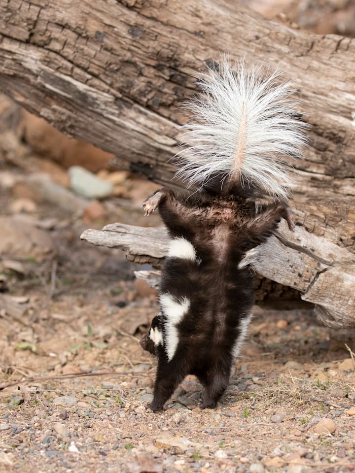 skunk behaviour